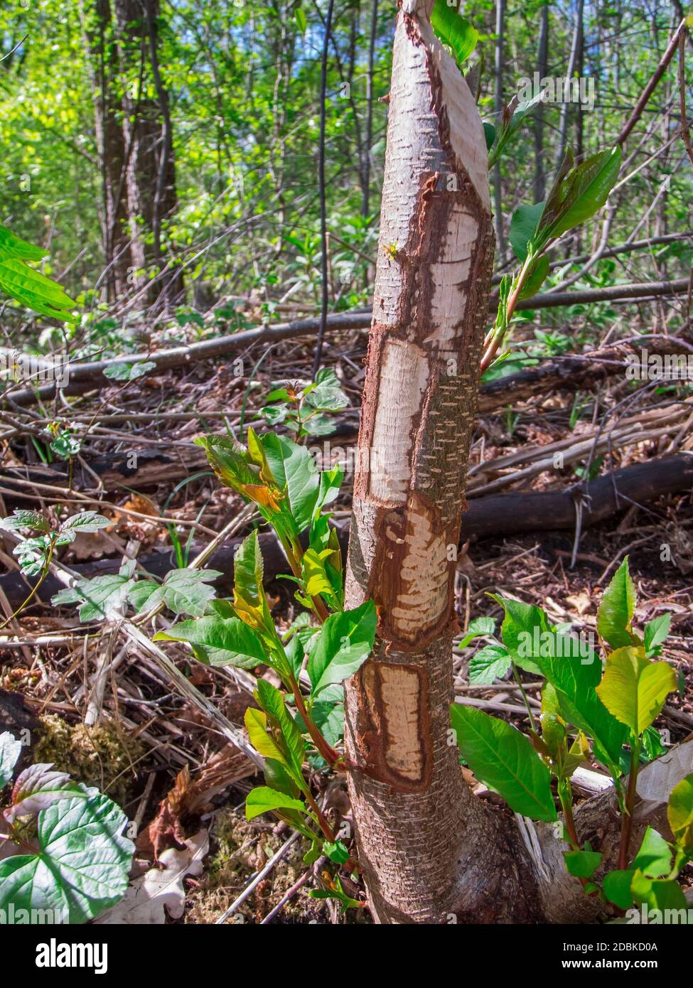 Bite marks hi-res stock photography and images - Alamy