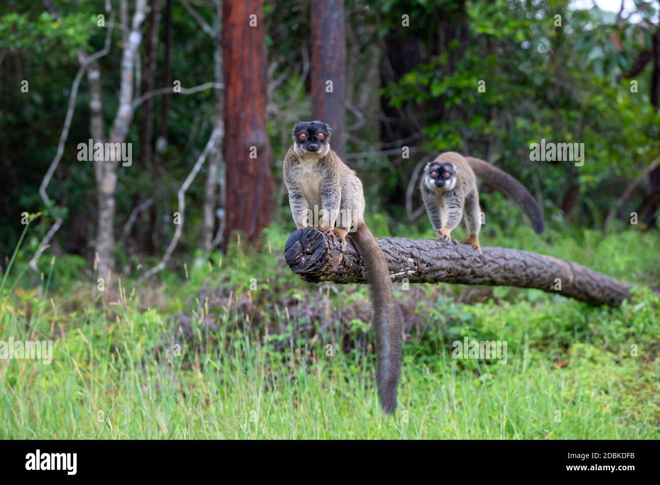 The Lemurs on a log hanging over the water Stock Photo - Alamy