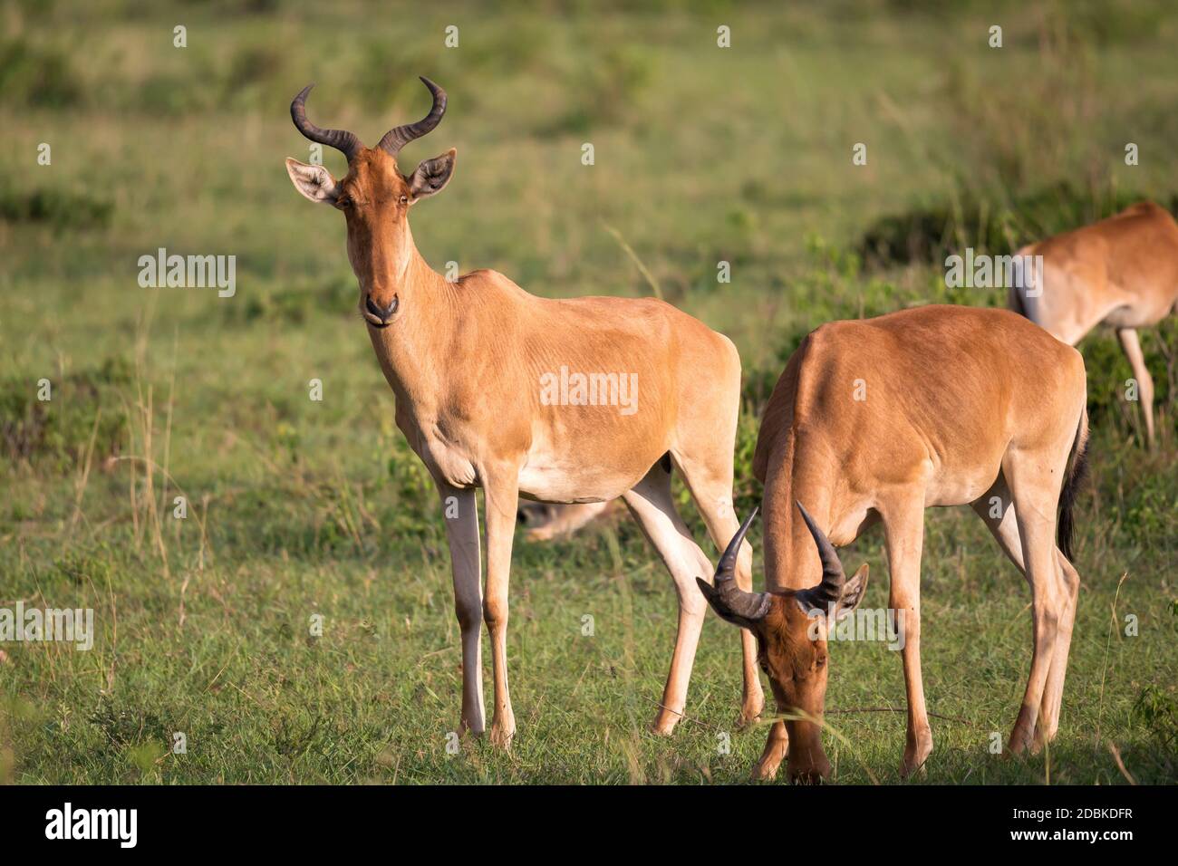 The antelopes in the grass landscape of Kenya Stock Photo - Alamy