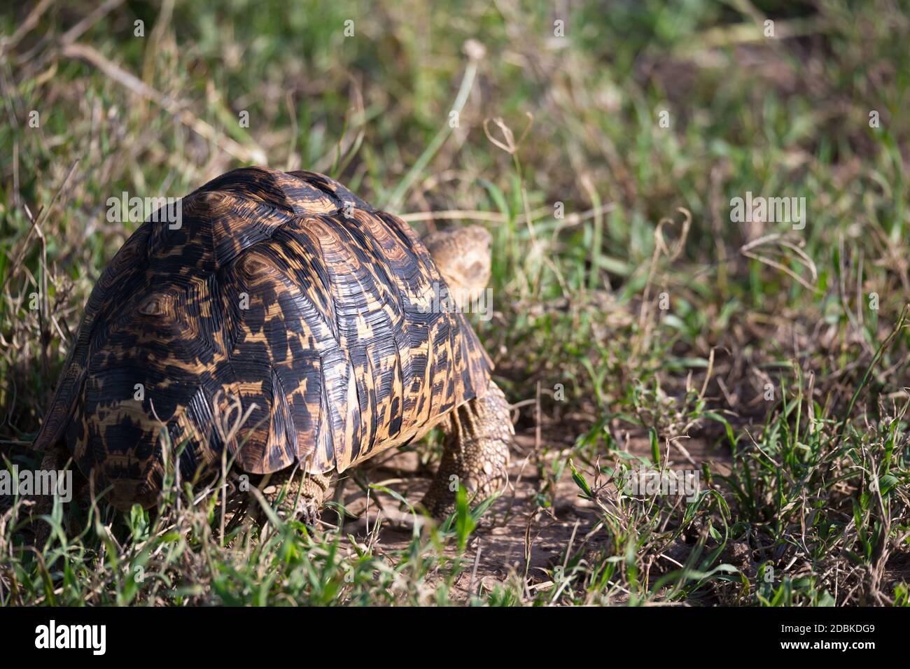 African box turtle hi-res stock photography and images - Alamy