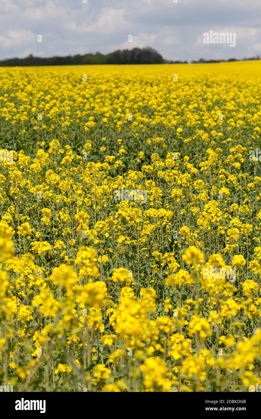 Field of blooming canola, rapeseed yellow flowers, rural landscape ...