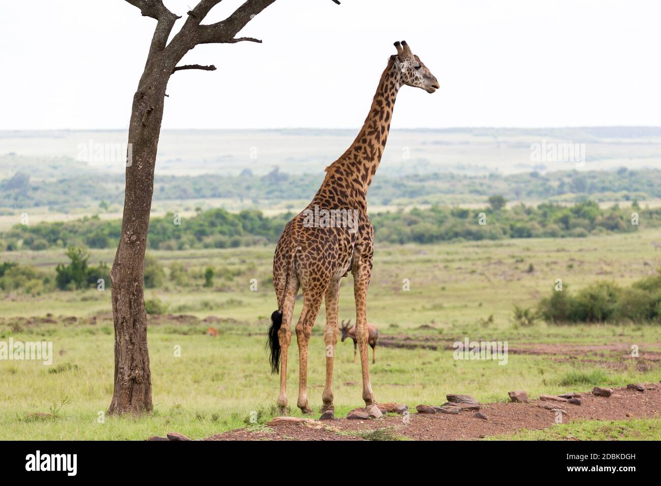 One Maasai giraffe stands under a tree Stock Photo - Alamy