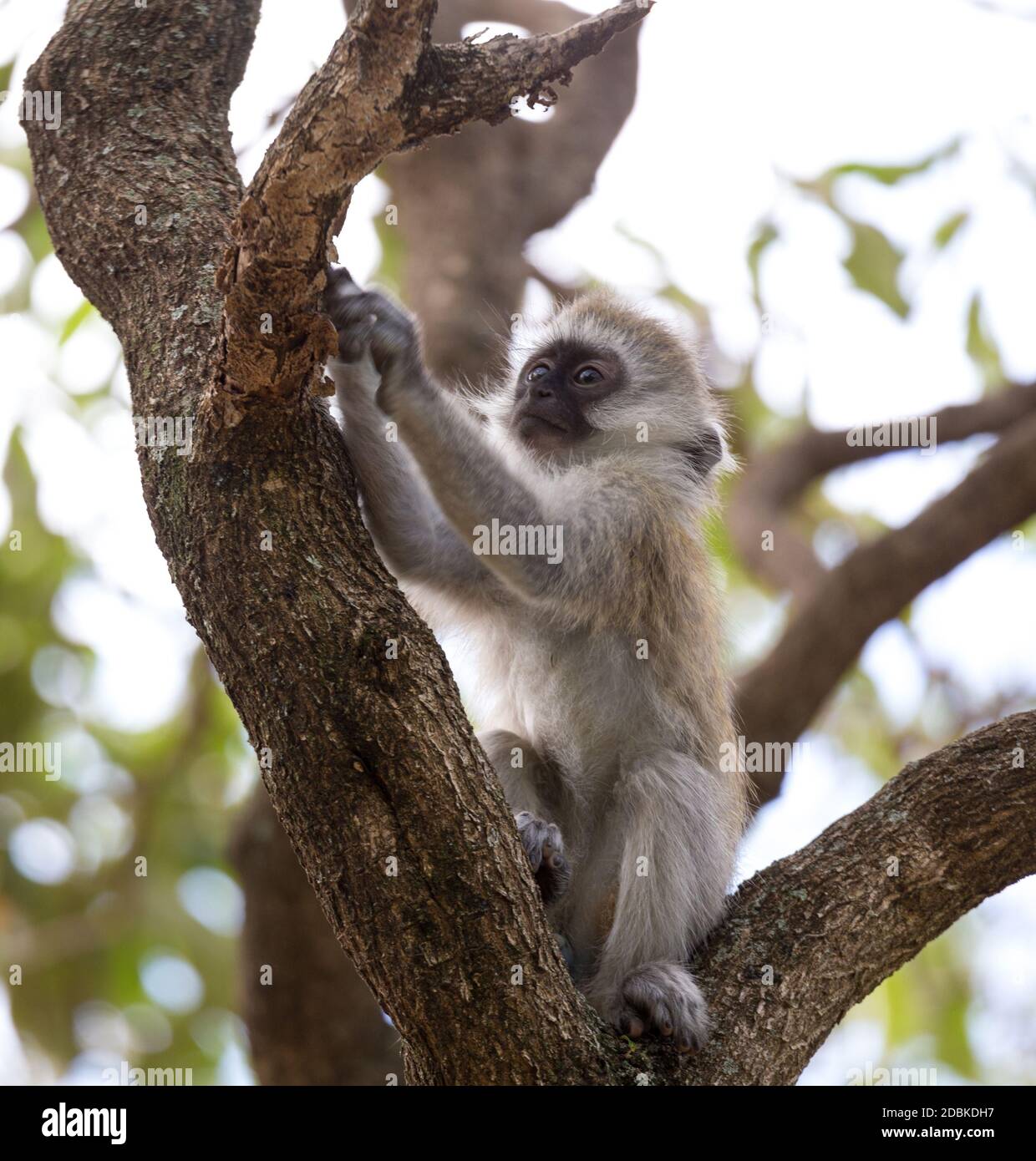 One little monkey is playing on the branch of a tree Stock Photo - Alamy