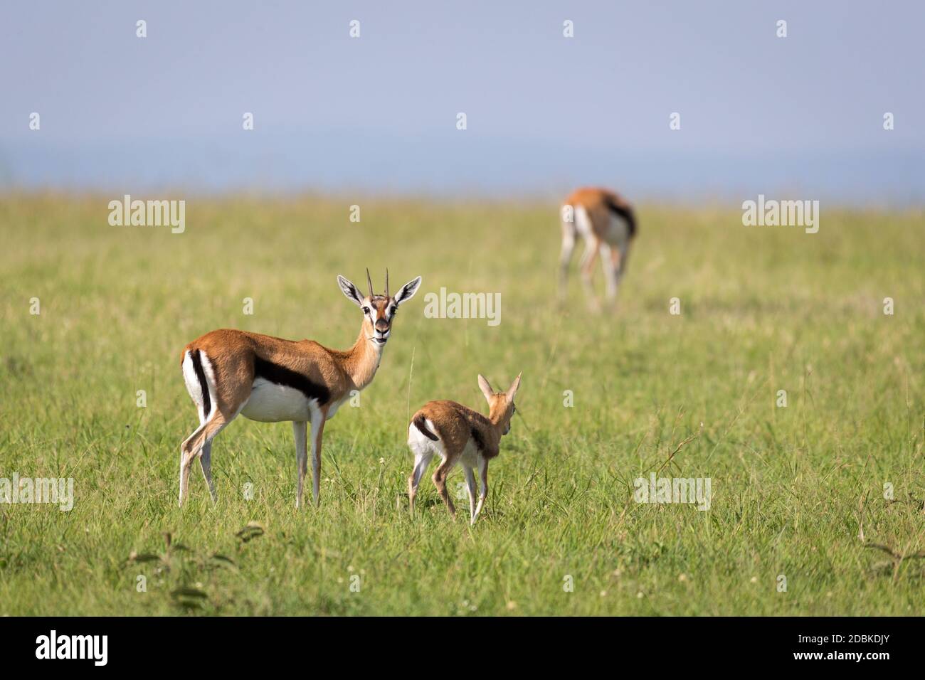 The family of Thomson gazelles in the savannah of Kenya Stock Photo - Alamy