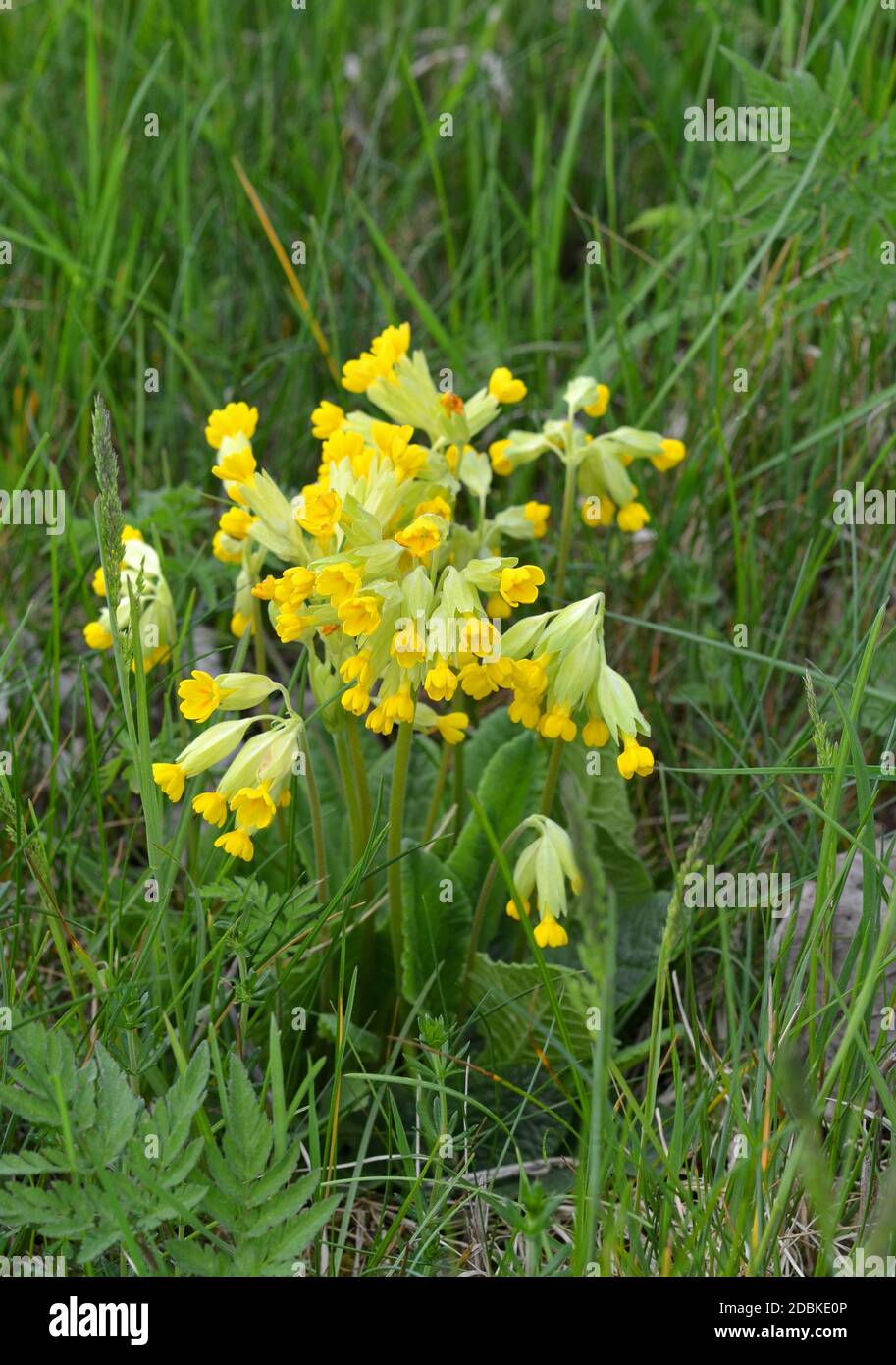Medicinal grass hi-res stock photography and images - Alamy