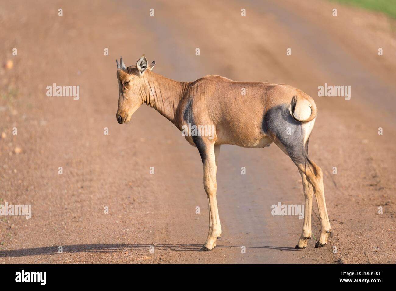 The Topi antelope in the Kenyan savanna in the middle of the grass ...