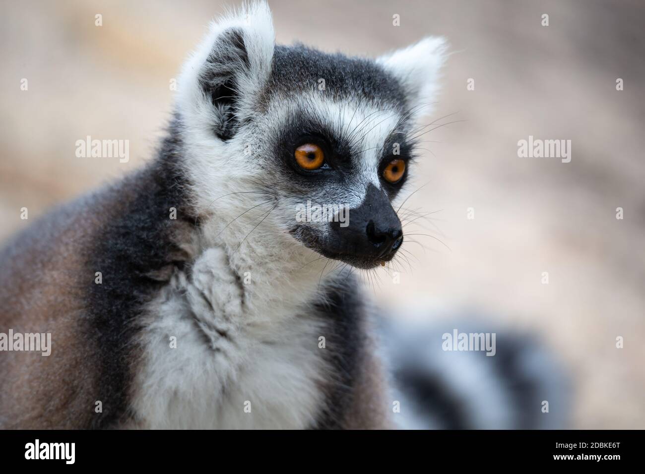 Ring tailed lemurs funny face hi-res stock photography and images - Alamy