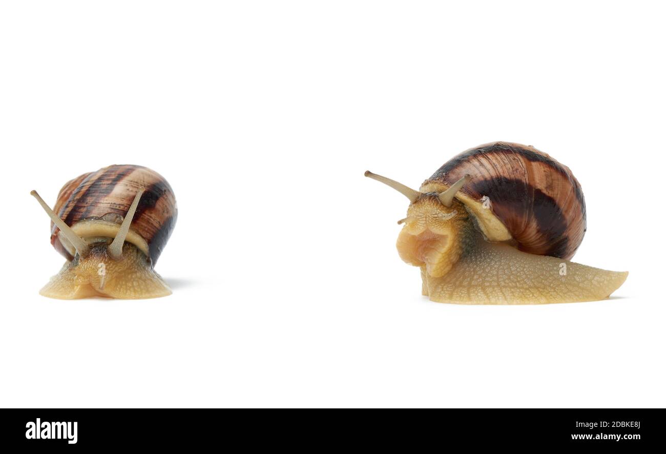 two brown snails isolated on white background, side view and front view ...