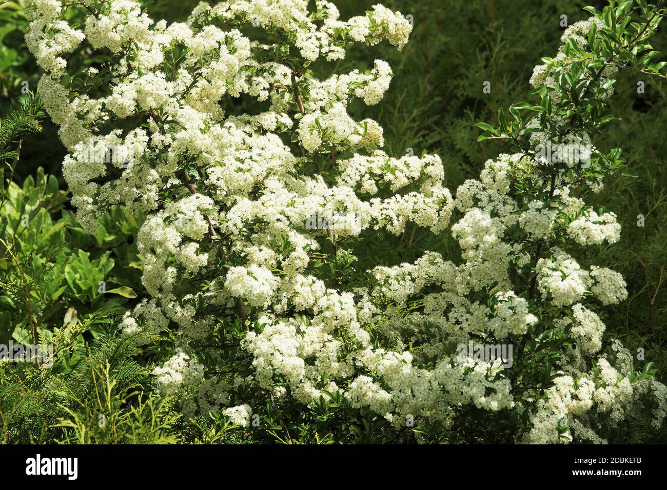 Sallow thorn - Hippophae rhamnoides under blue sky in June Stock Photo ...