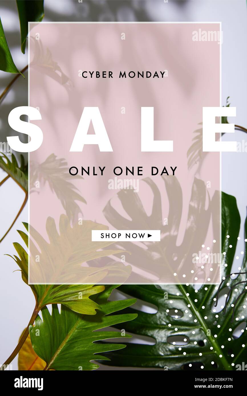 fresh tropical green leaves on white background with cyber monday sale ...