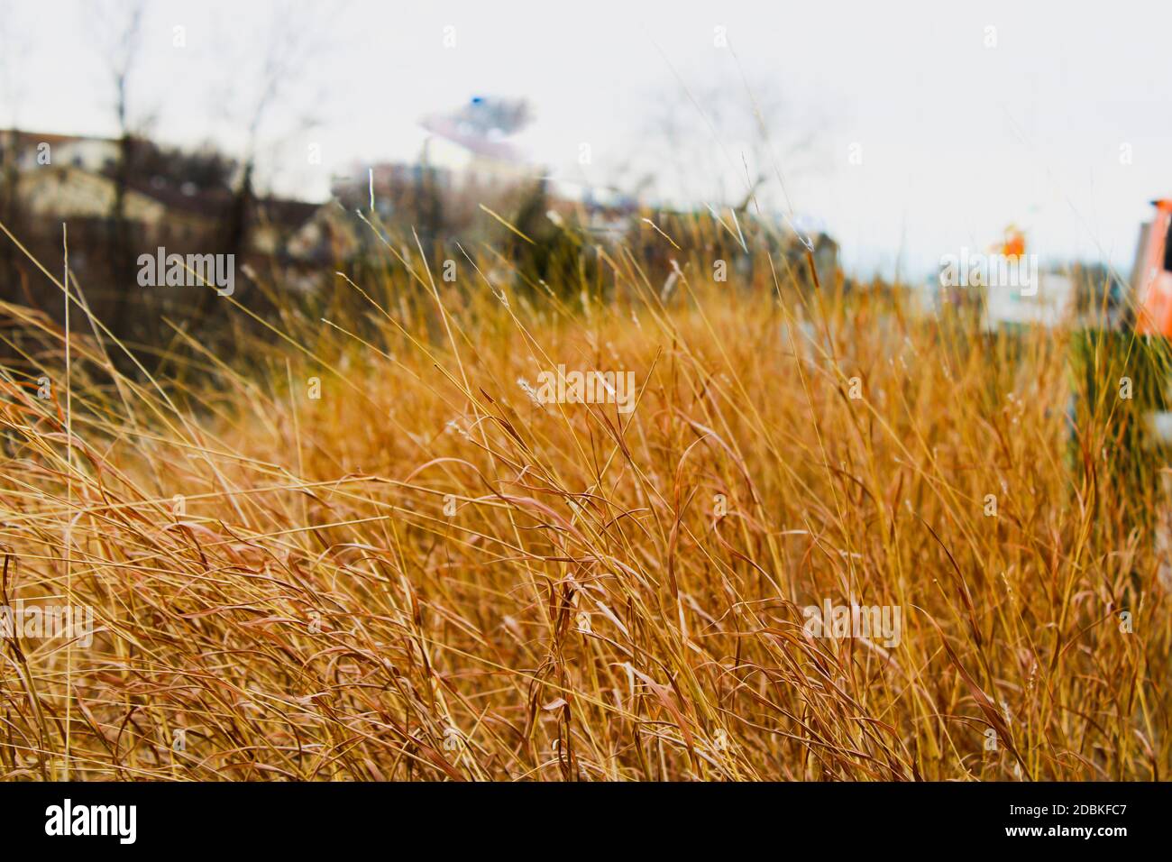 Close up of wheatgrass hi-res stock photography and images - Alamy