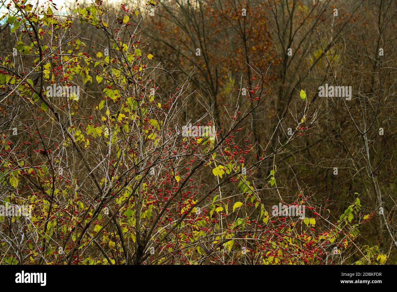 Red berry tree hi-res stock photography and images - Alamy
