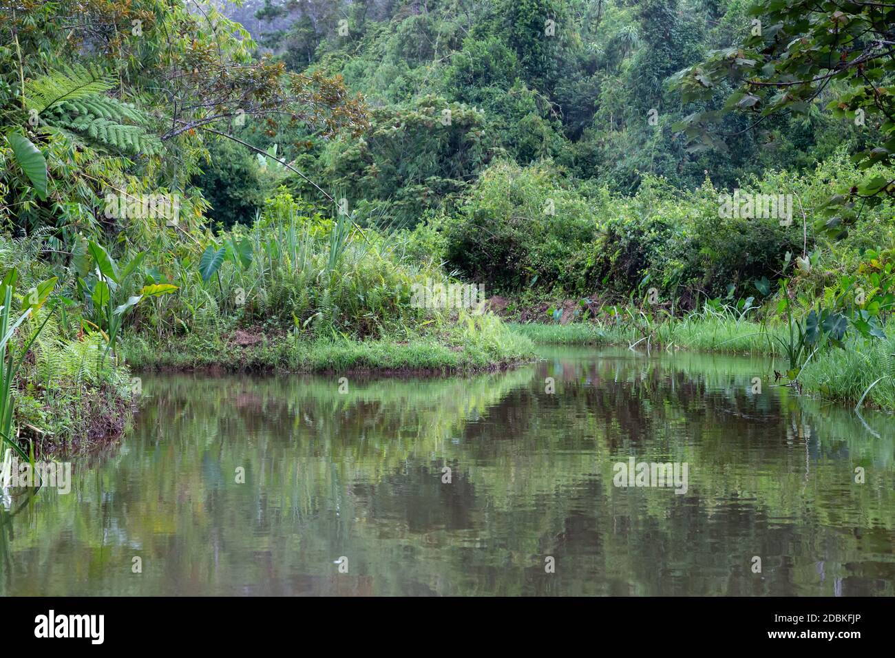 The boat ride on the water in the rainforest on the island of ...
