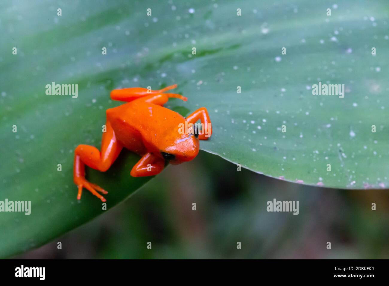 One small orange frog on a green leaf Stock Photo - Alamy