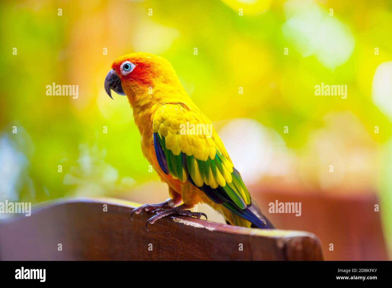 Maldives, a parrot bird Stock Photo - Alamy