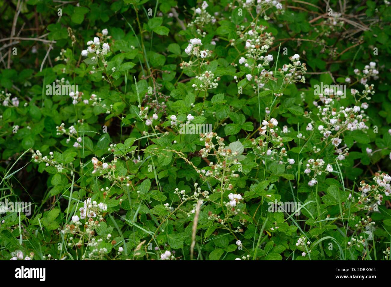 Raspberry bush with white flowers plant Stock Photo - Alamy