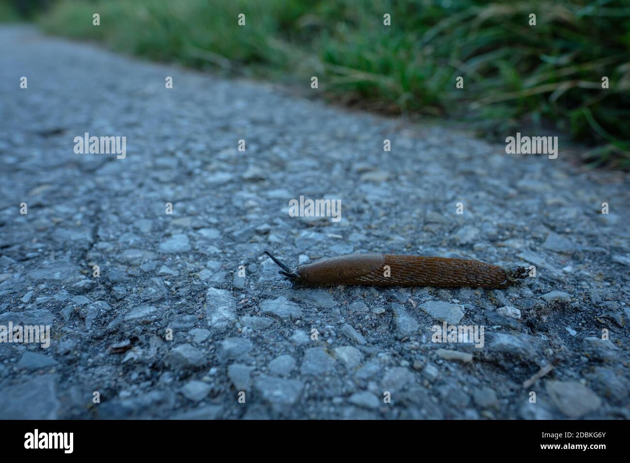 Slug on the road hi-res stock photography and images - Alamy