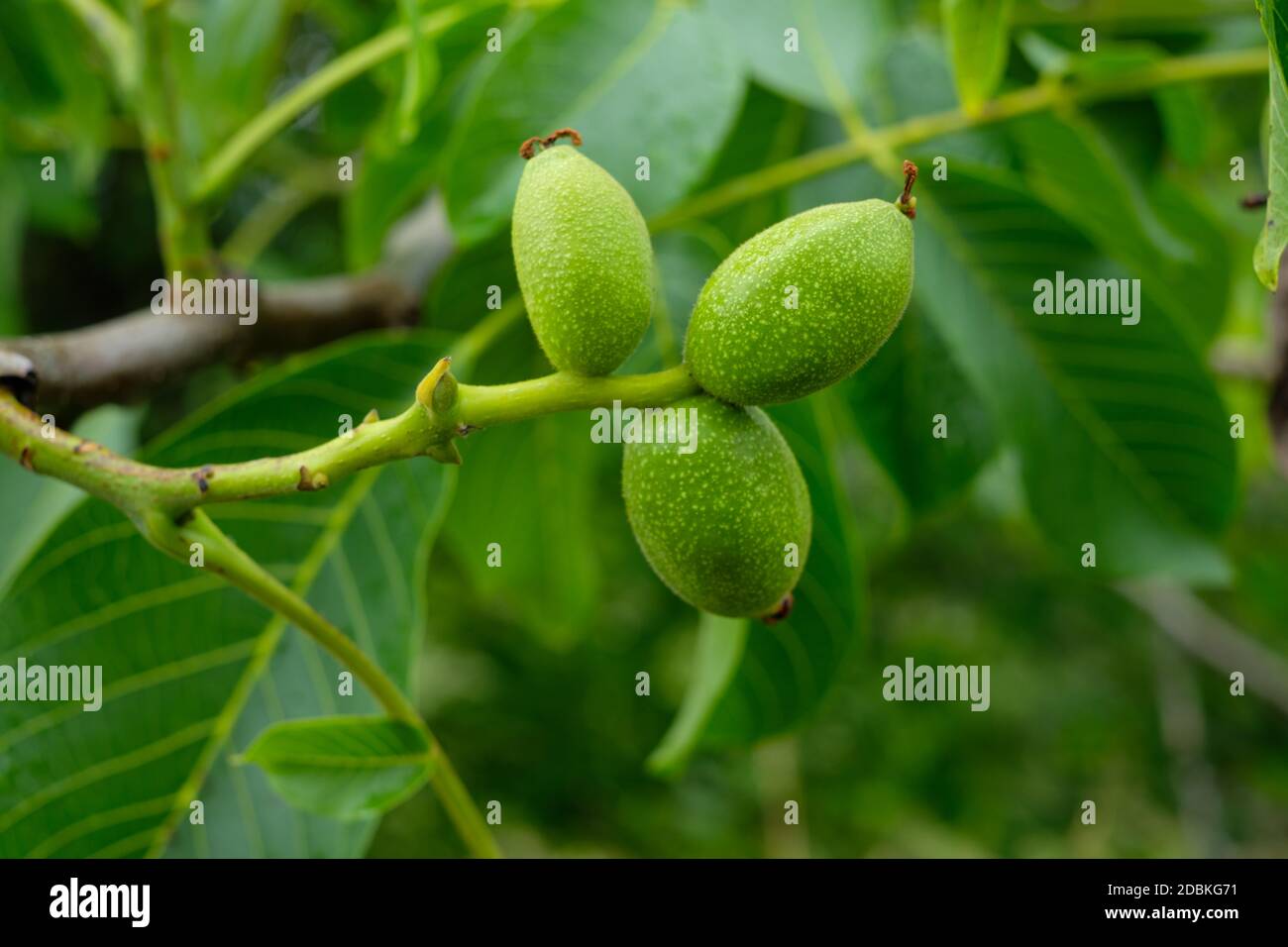 Three unripe green walnuts at a branch Stock Photo - Alamy