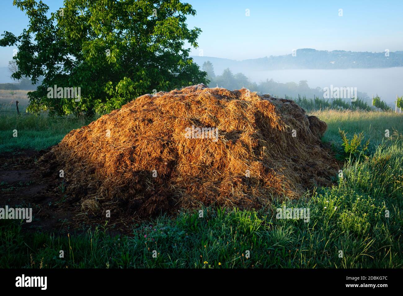 Smelly mist hi-res stock photography and images - Alamy