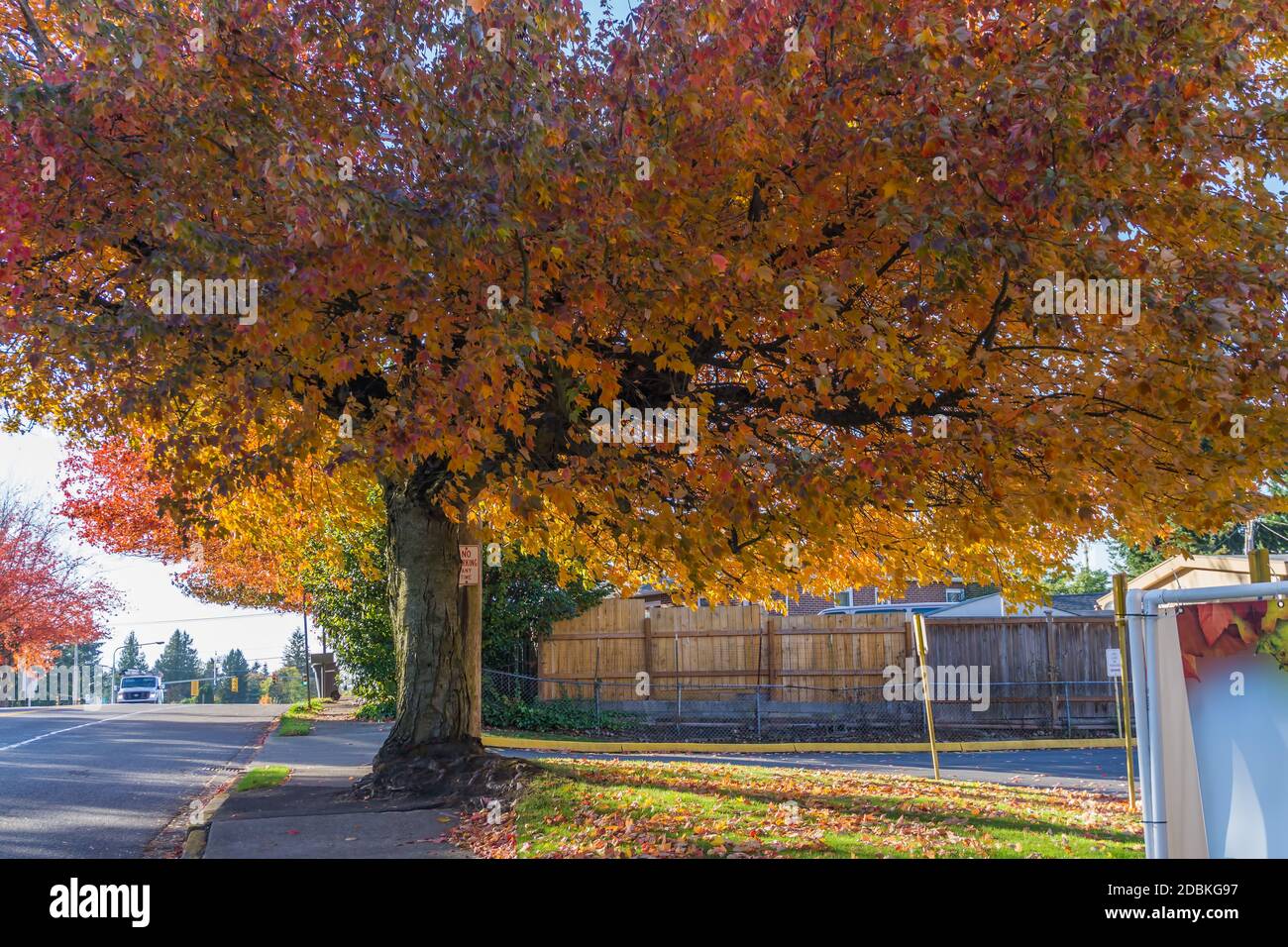 Autumn leaves burst with color on a street in Seatac, Washington Stock ...