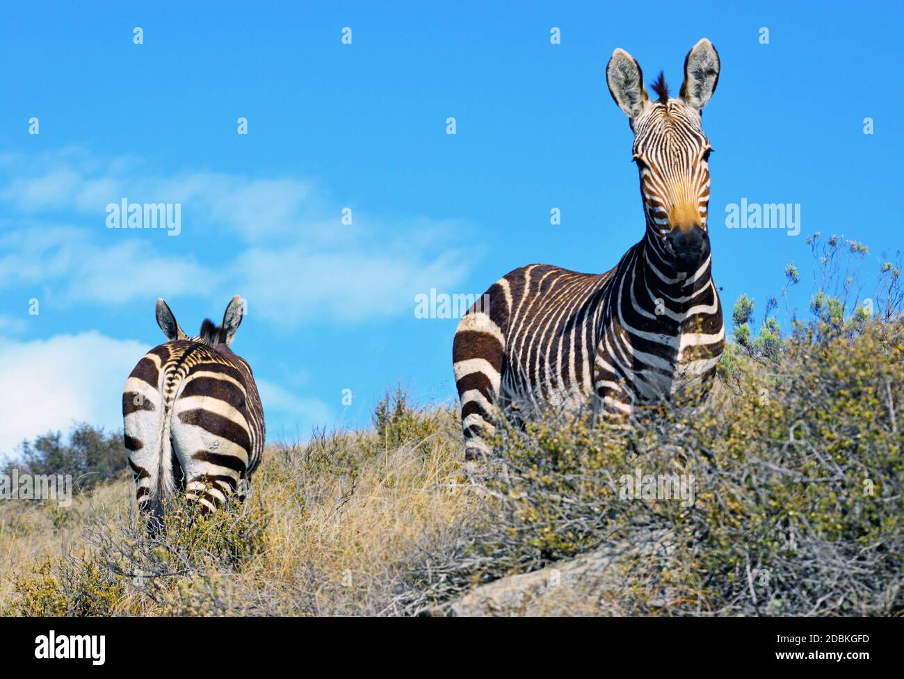 Mountain zebras in the Mountain Zebra National Park, South Africa Stock ...