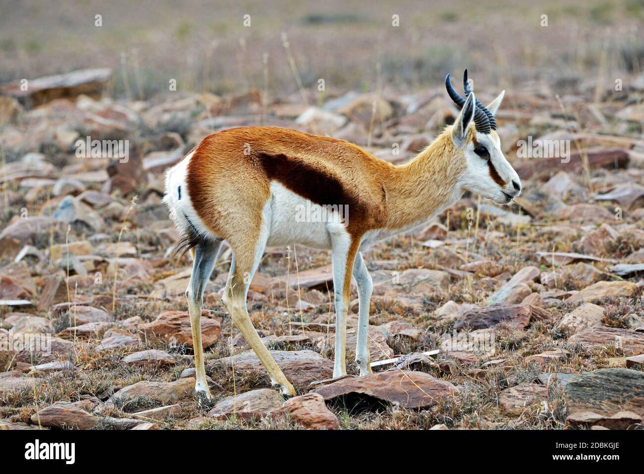 Springbok in the Mountain Zebra National Park Stock Photo - Alamy