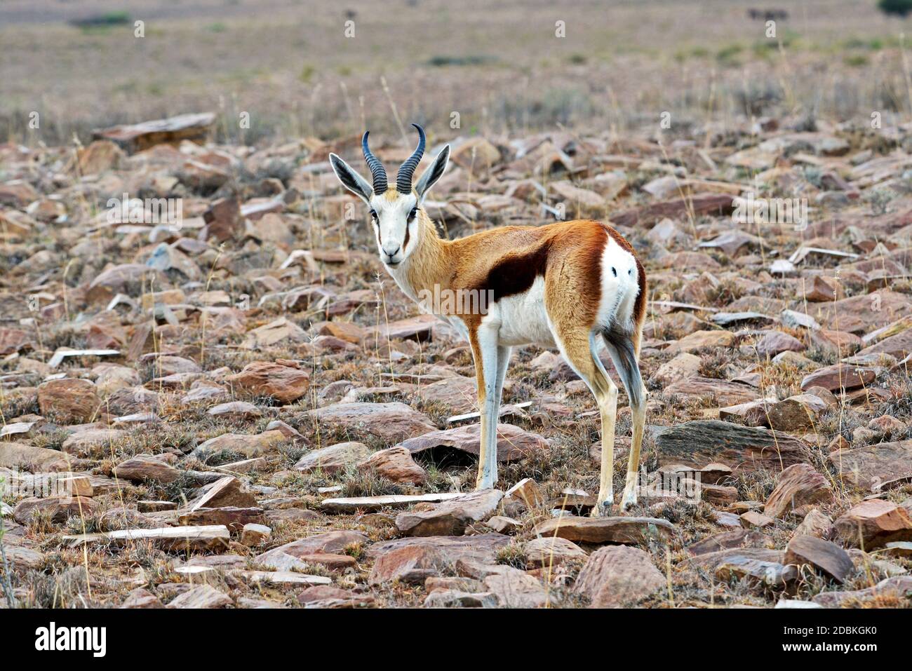 Springbok in the Mountain Zebra National Park Stock Photo - Alamy