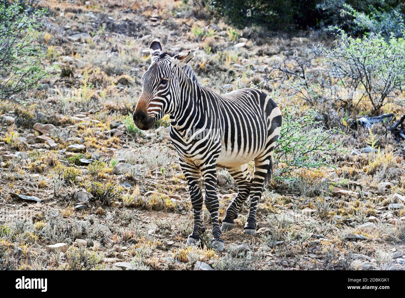 Mountain zebras in the Mountain Zebra National Park, South Africa Stock ...