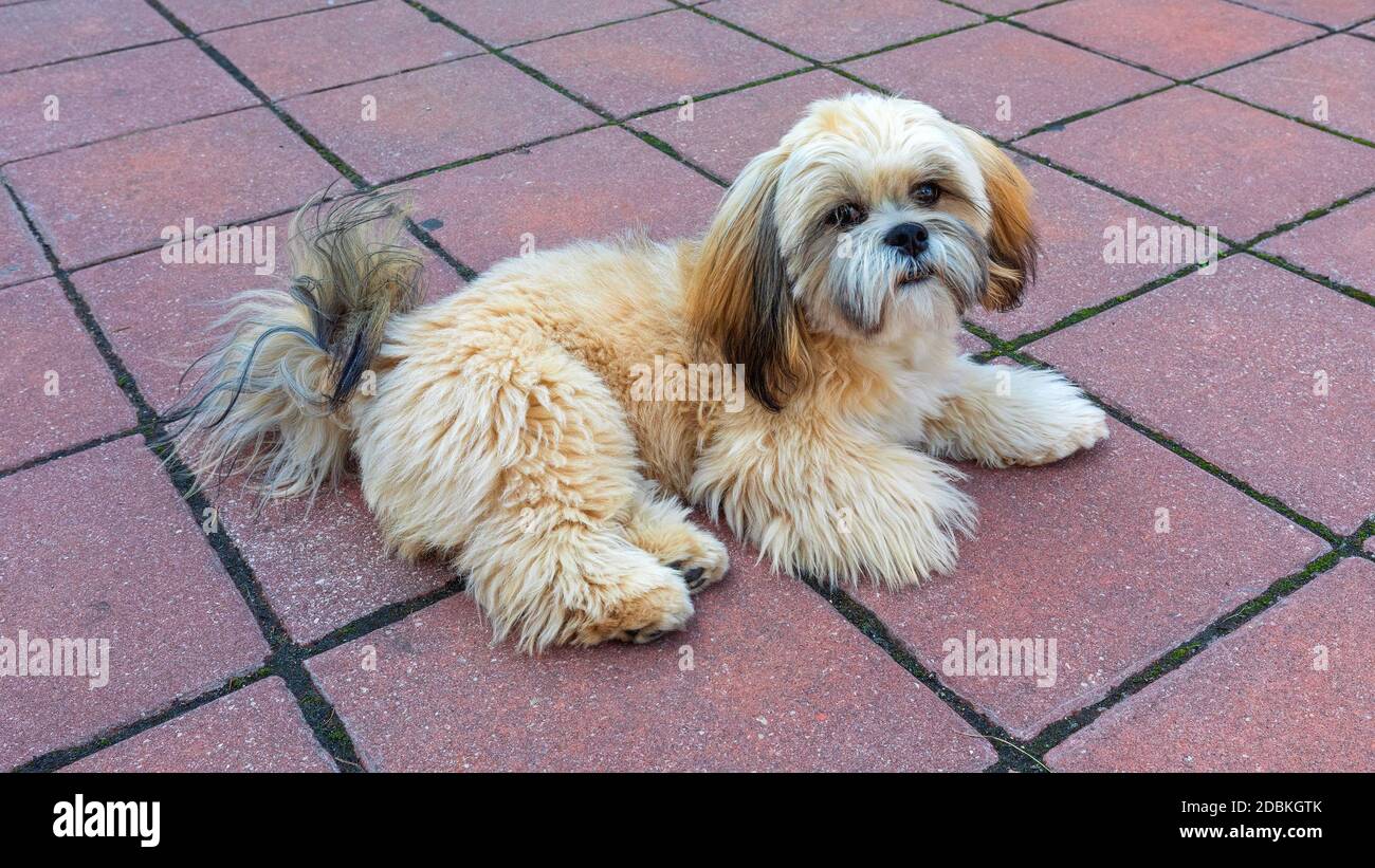One Small Pet Dog Laying Down at Tiles Stock Photo - Alamy