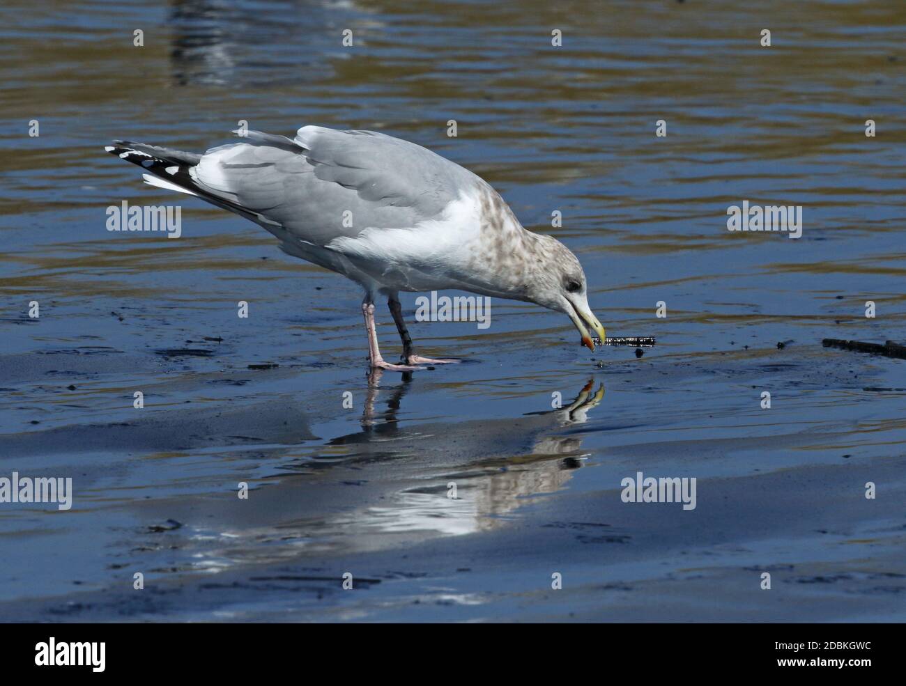 Vega Gull (Larus vegae) adult feeding on mud-flat Choshi; Chiba ...