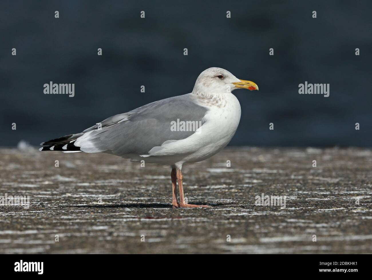 Vega Gull (Larus vagae) adult standing on harbour wall Choshi; Chiba ...
