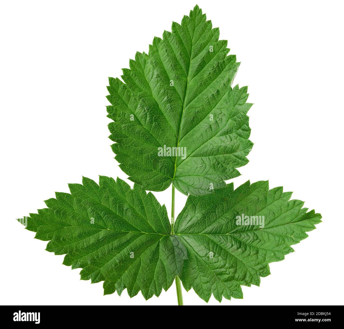 raspberry branch with green leaves isolated on white background, young ...