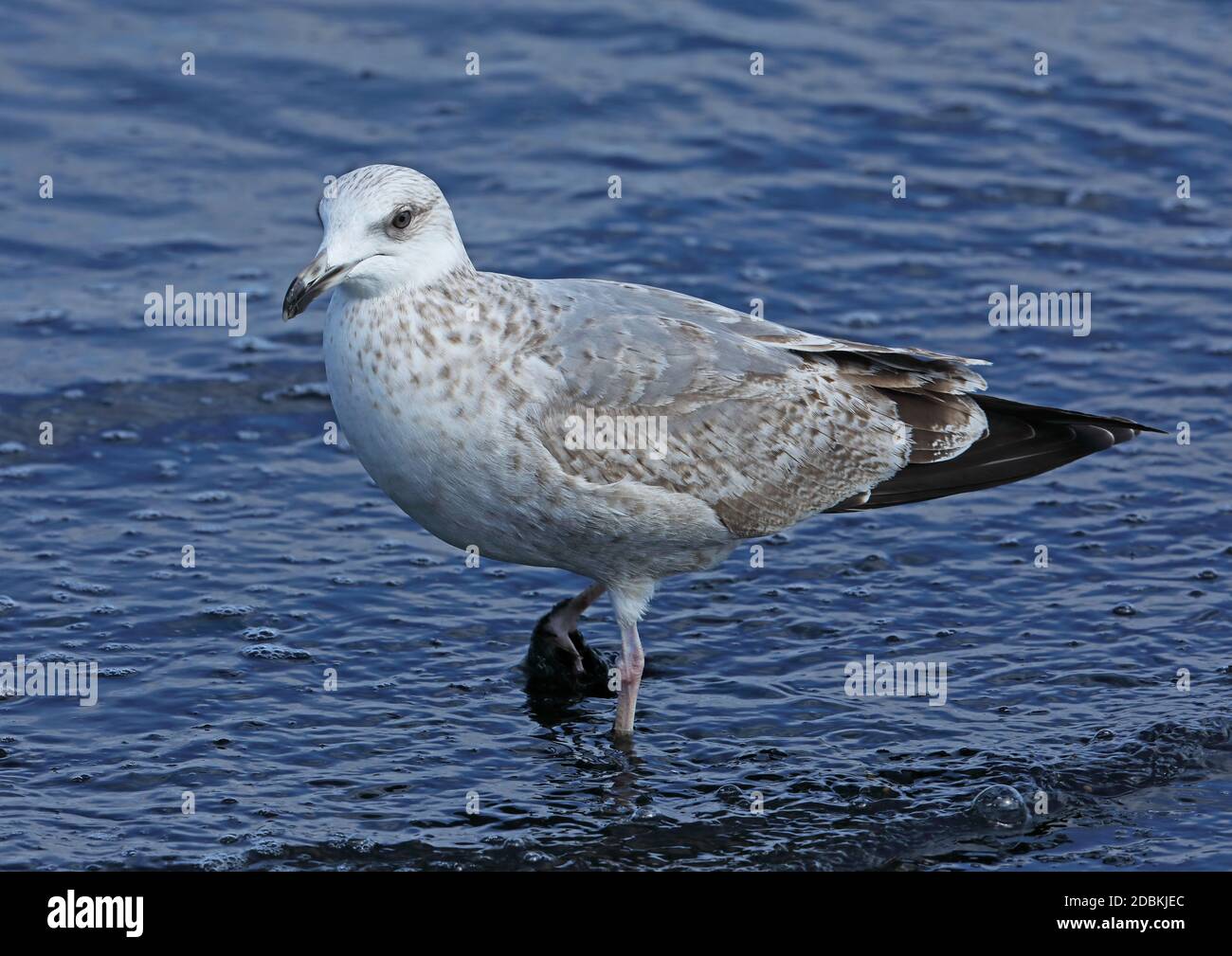 Vega Gull (Larus vegae) second winter walking in shallow water Choshi ...