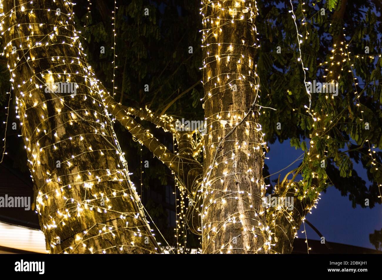 cable of string led lights on tree in the garden at night time used for ...