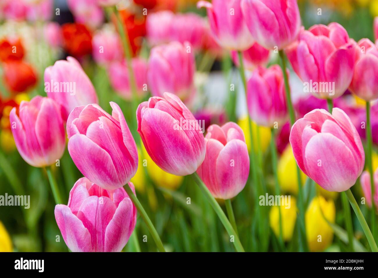Pink tulips flower, beautifuly flower in garden plant, tulip spring ...