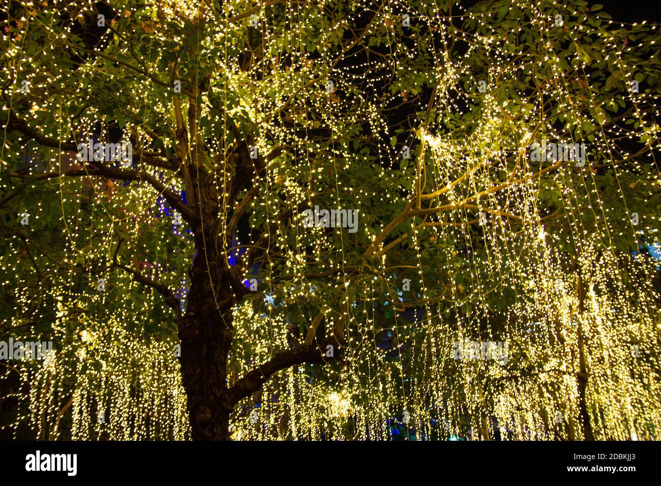 cable of string led lights on tree in the garden at night time used for ...