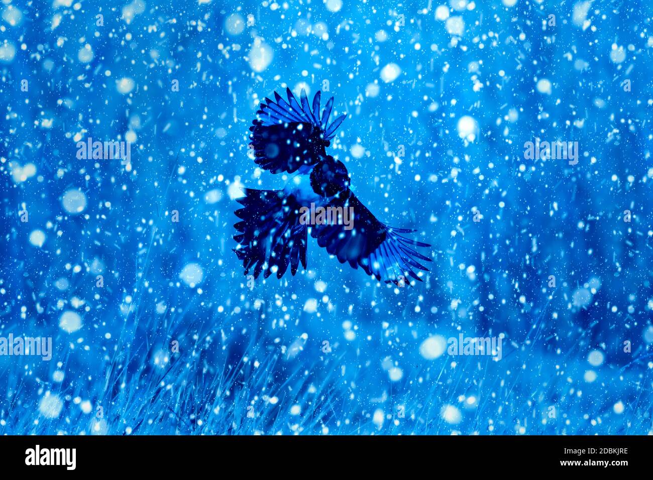 Winsome fly hi-res stock photography and images - Alamy