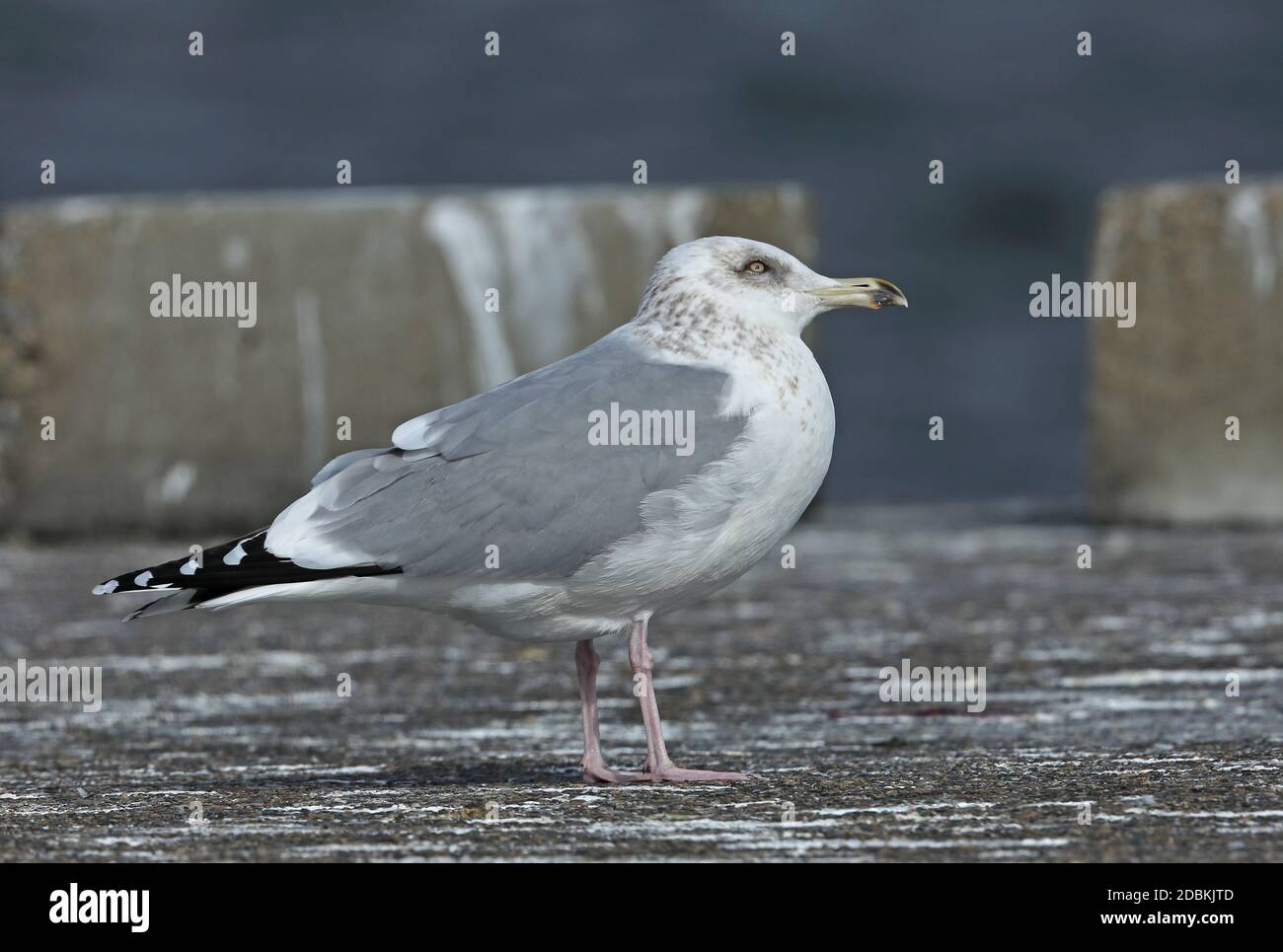 Vega Gull (Larus vegae) third winter standing on harbour wall Choshi ...