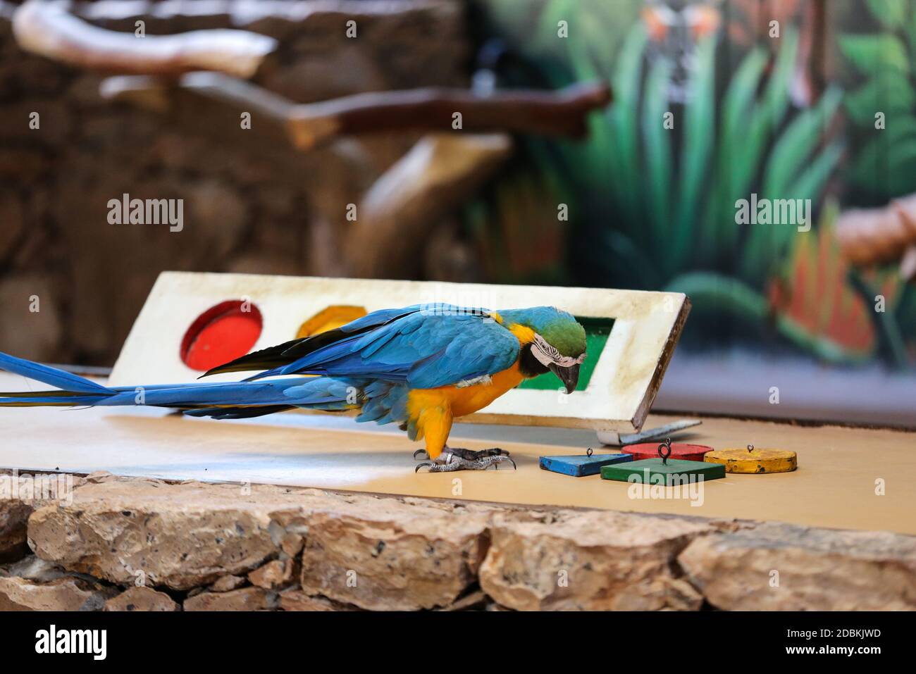 Circus shows of parrots on Fuerteventura, Canary Island, Spain Stock ...