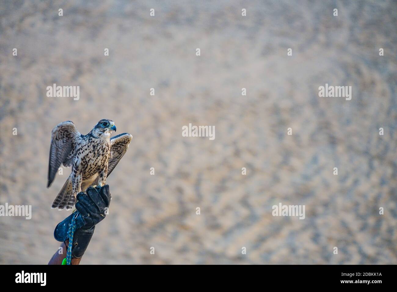 Hawk of the image of the Arabian desert. Shooting Location: Dubai Stock ...