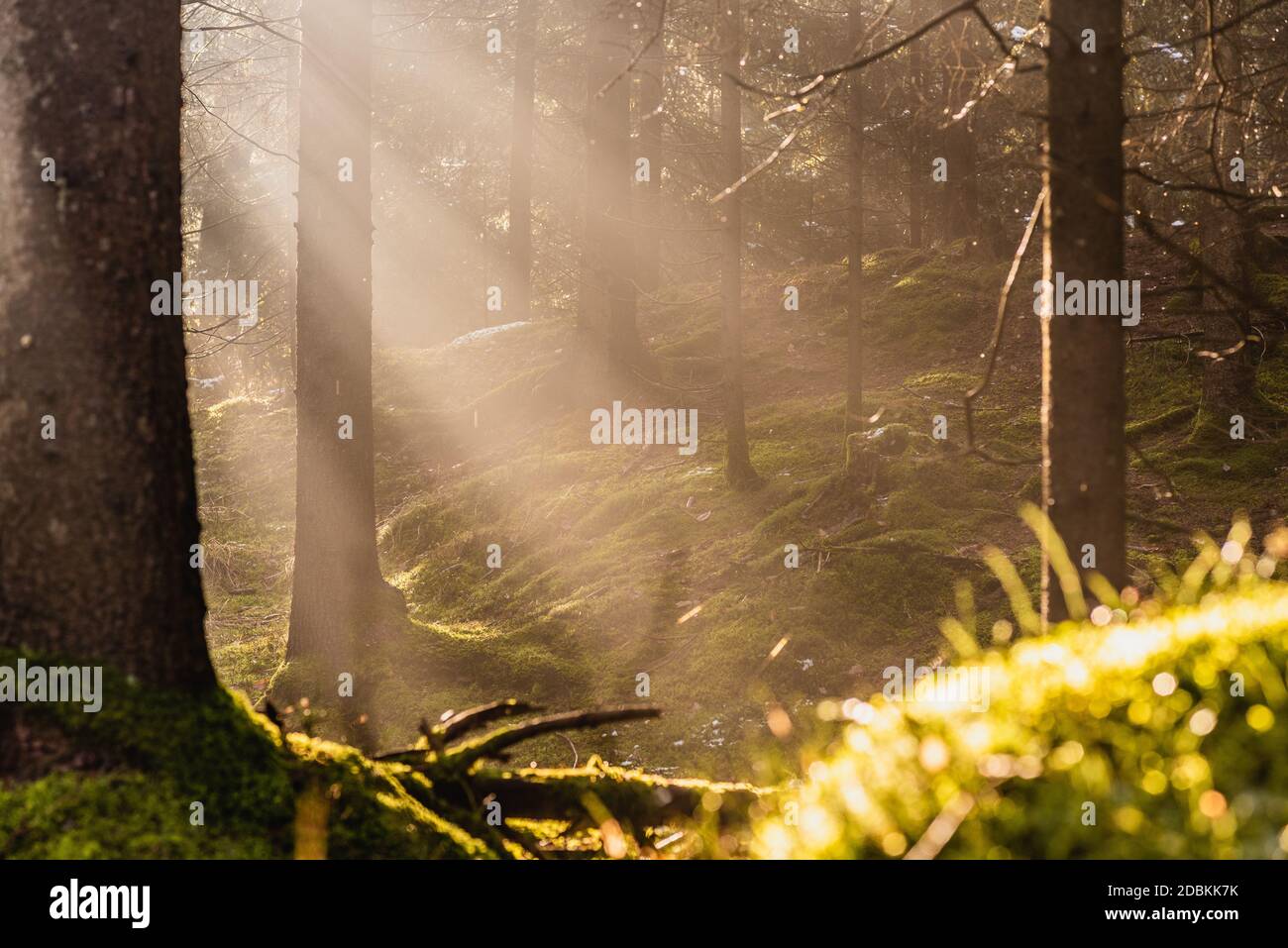 Magical Deep foggy Autumn Forest. Park. Beautiful Scene Misty Old ...