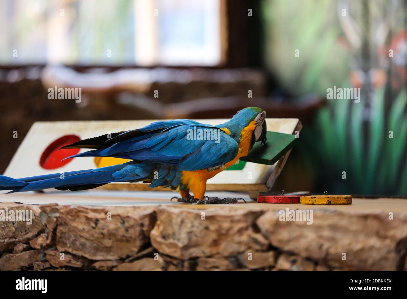 Circus shows of parrots on Fuerteventura, Canary Island, Spain Stock ...