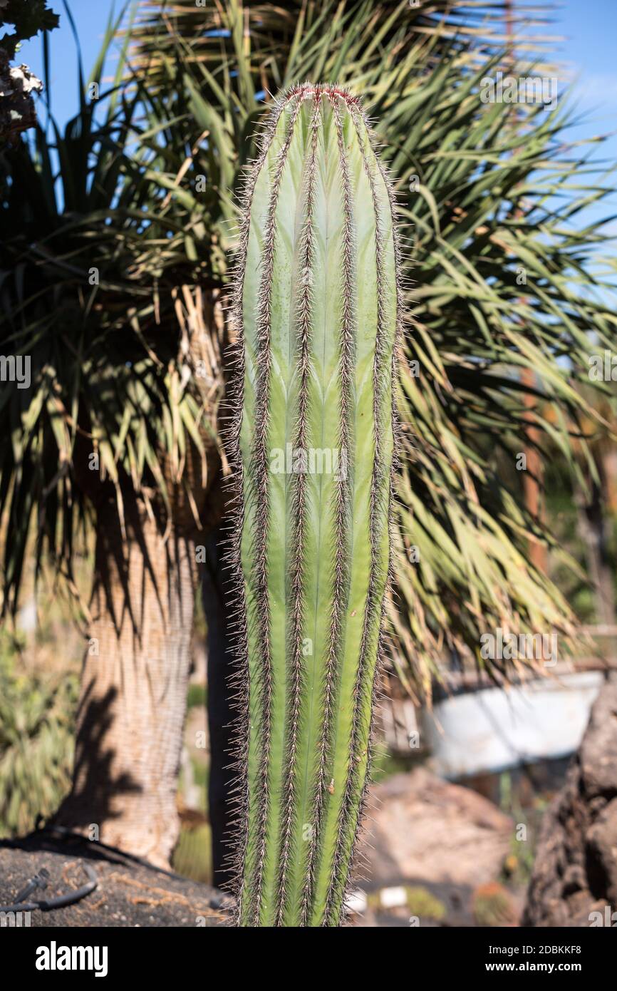 Giant Organ Pipe cactus on Fuerteventura, Canary Islands, Spain Stock ...