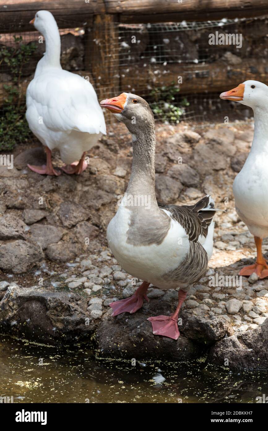 Group domestic geese graze hi-res stock photography and images - Alamy