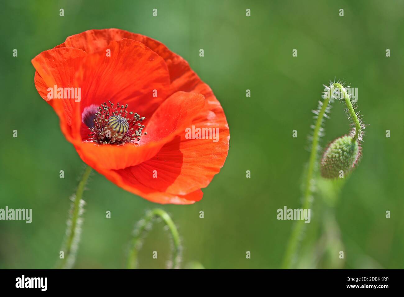 poppy flower and poppy bud Stock Photo - Alamy