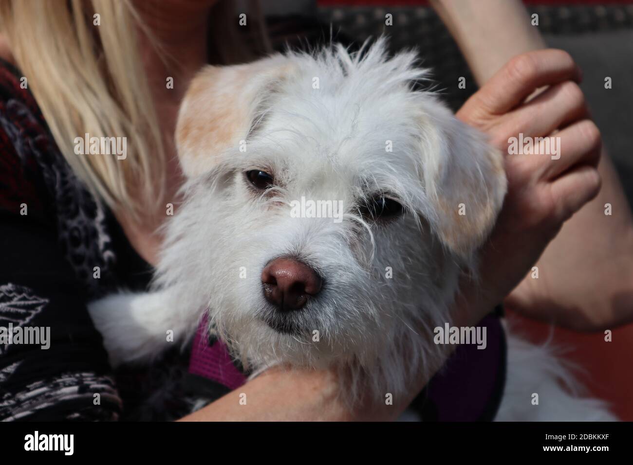 dog in the arms of his owner Stock Photo - Alamy