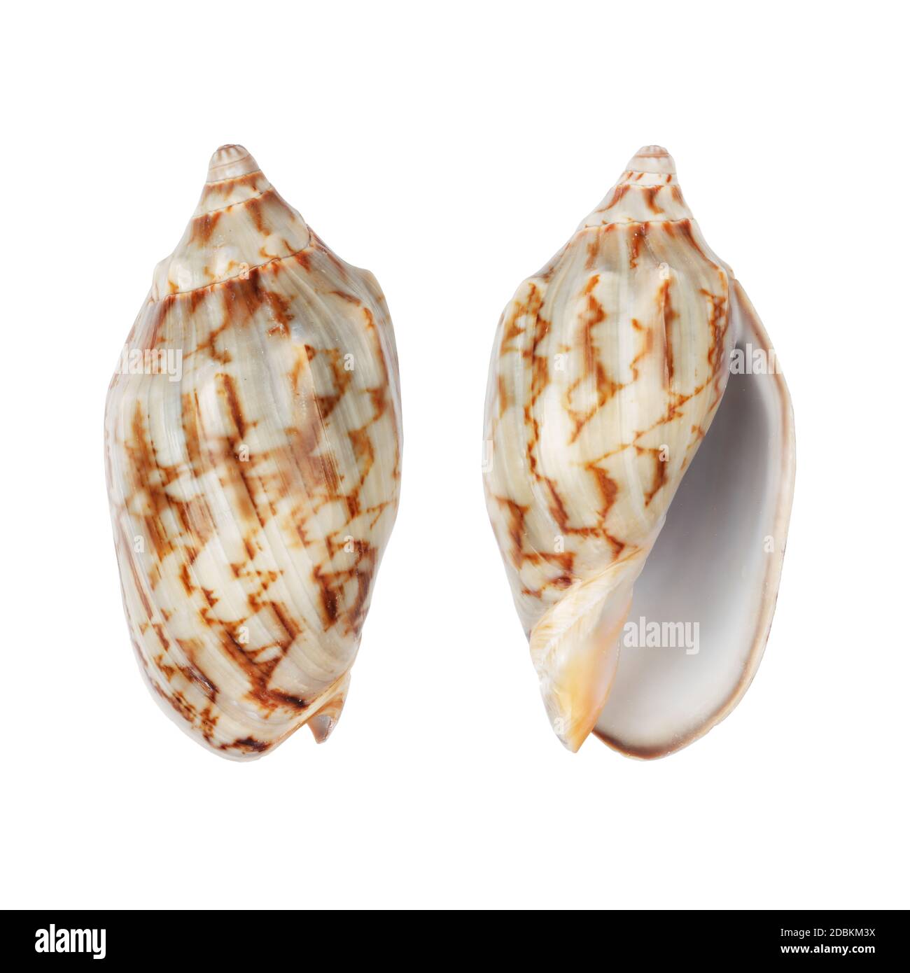 Two Whelk shells isolated on white with clipping path Stock Photo - Alamy