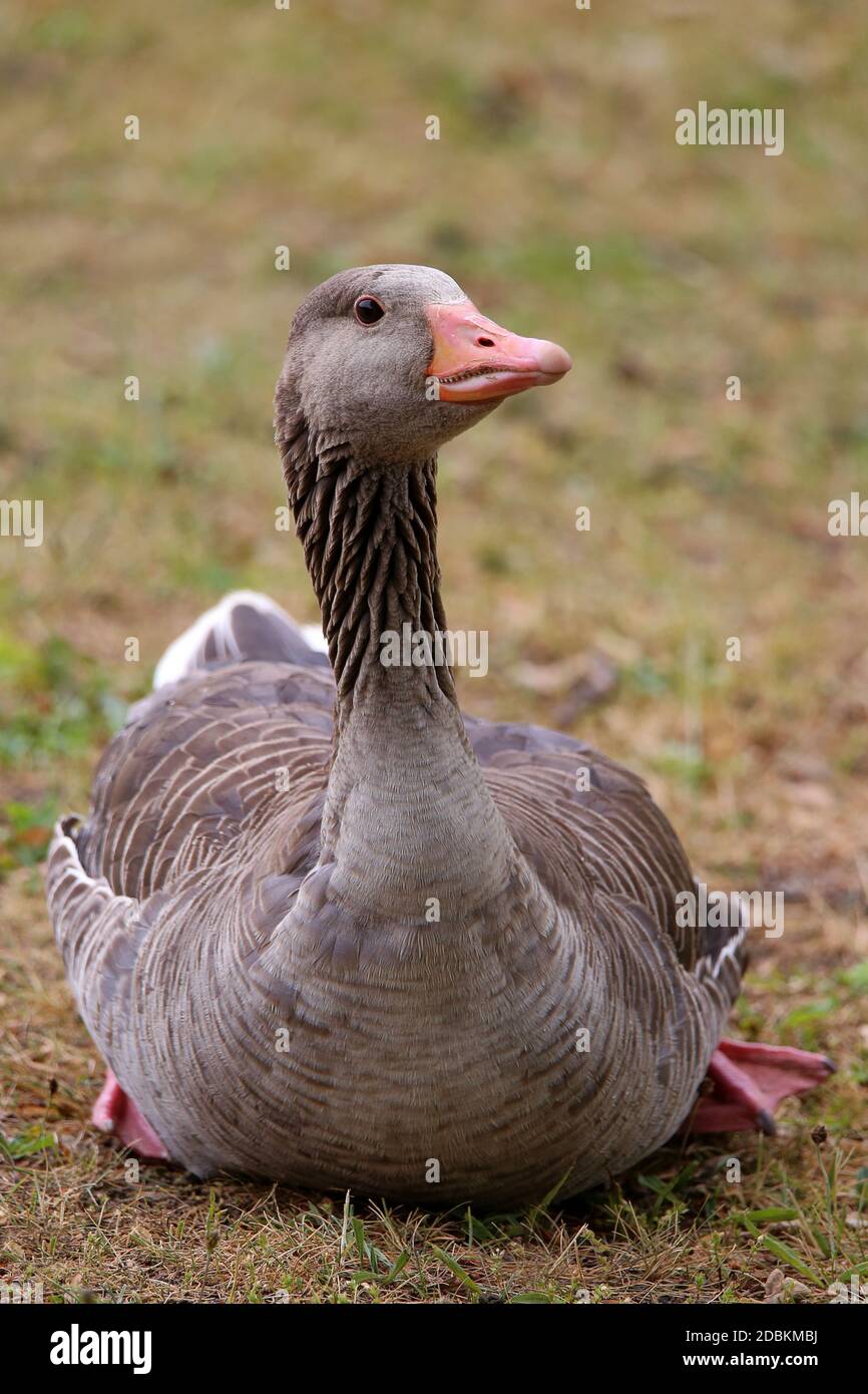 Resting Grey Goose Anser anser Stock Photo - Alamy