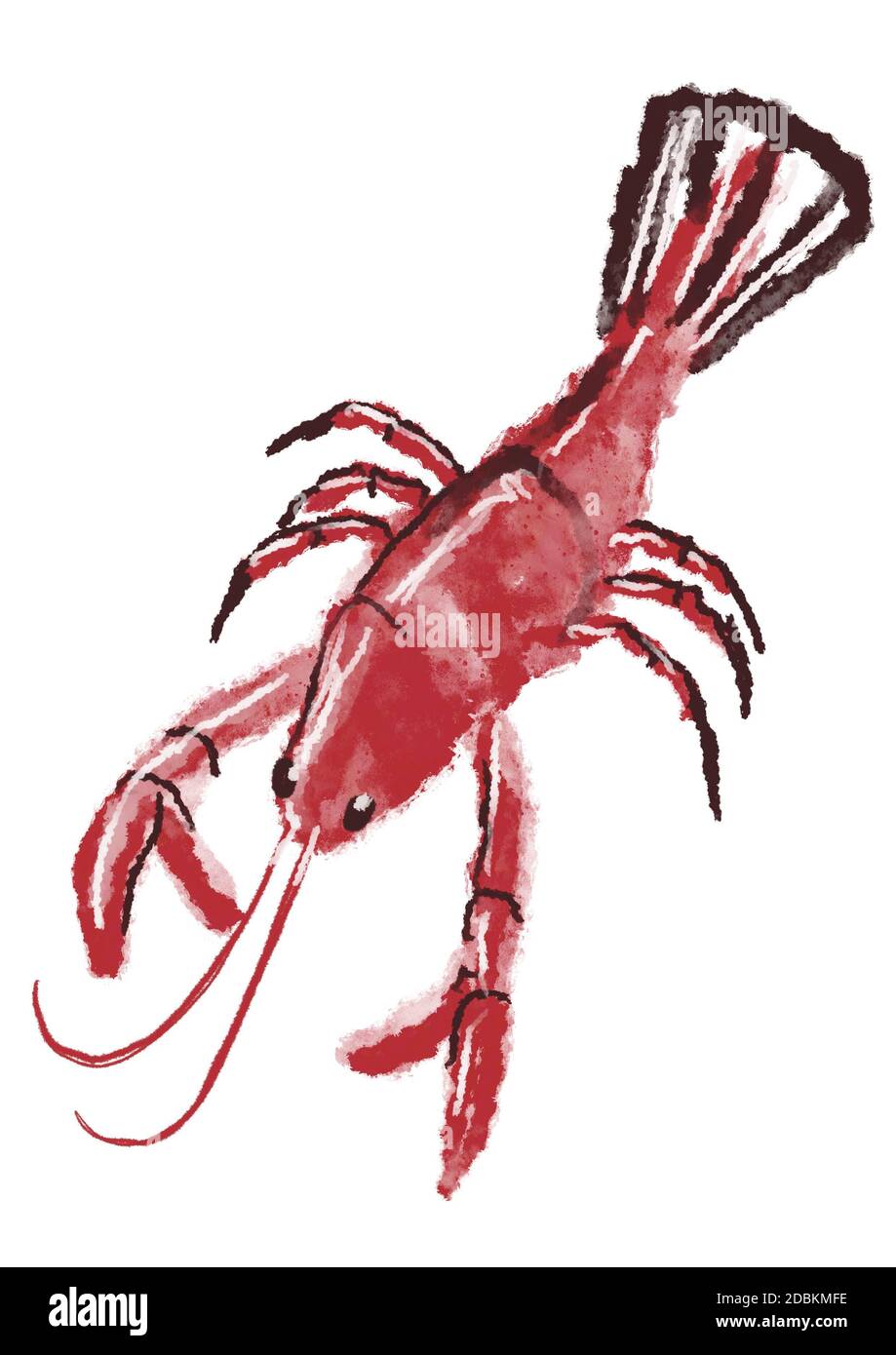 red lobster illustration Stock Photo - Alamy