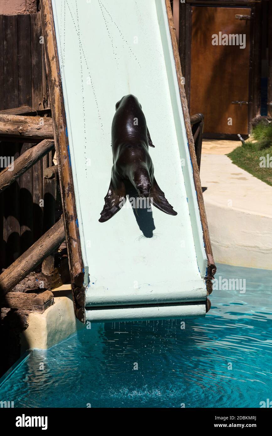 Zoo park pool scene hi-res stock photography and images - Alamy